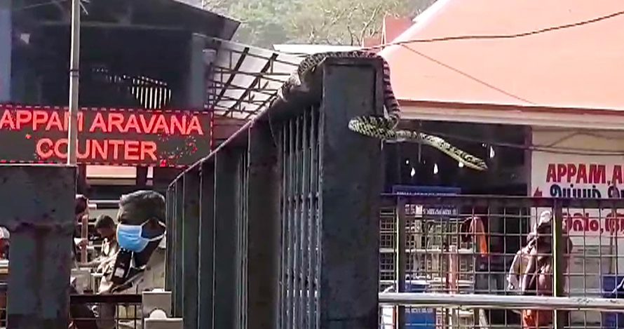 പിടി കൂടിയത് 33 പാമ്പുകളെ - atmalayalam.in